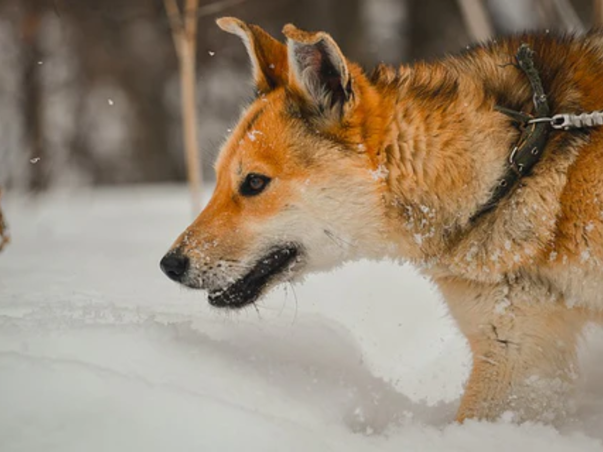 Dog Walking Essentials In Cold Weather